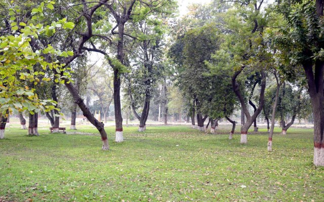 Tree Plantation in Pakistan: Greenery, Initiatives, Campaigns & More ...