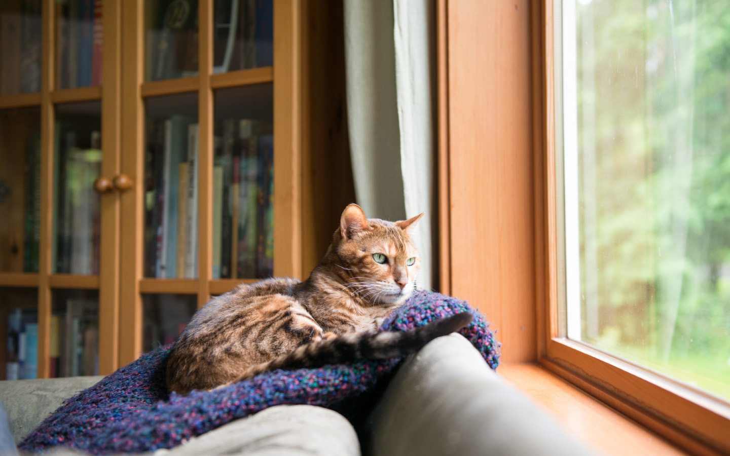 Easy Ways to Make Your Home Pet-Friendly | Zameen Blog