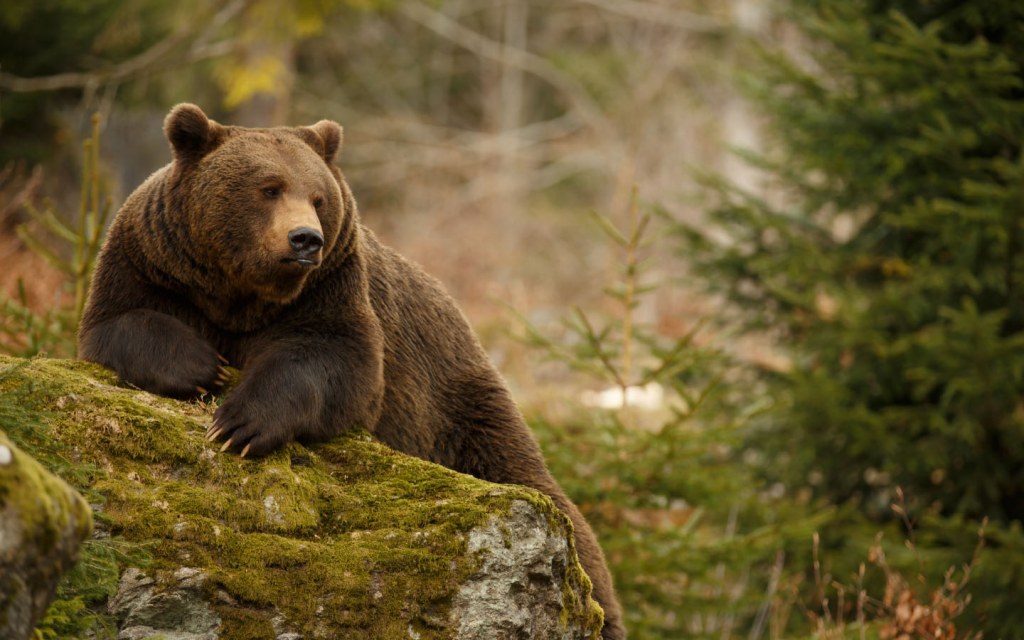 Exploring The Incredible Wildlife of Pakistan | Zameen Blog