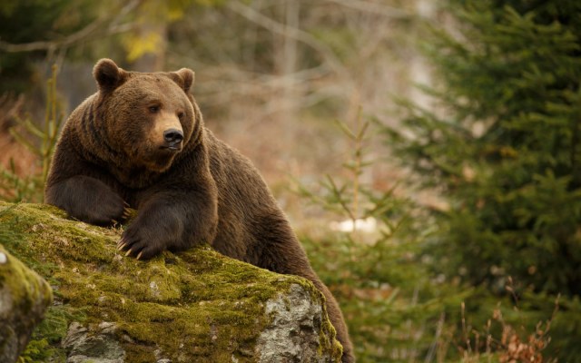 Exploring The Incredible Wildlife of Pakistan | Zameen Blog