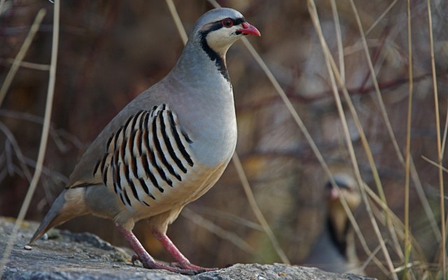 Important National Symbols Of Pakistan | Zameen Blog