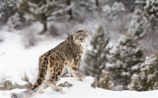 Exploring The Incredible Wildlife of Pakistan | Zameen Blog