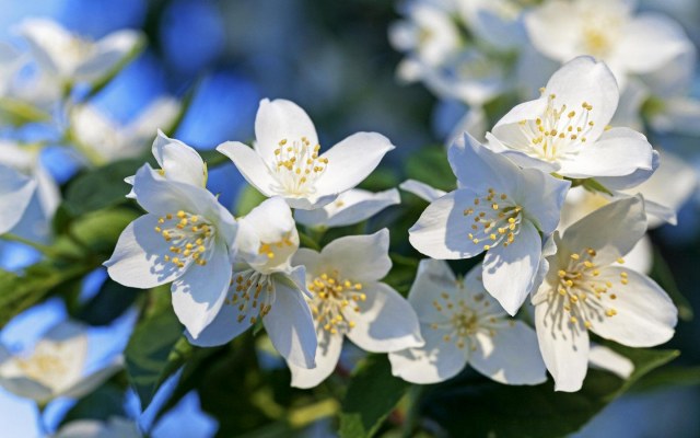 Important National Symbols Of Pakistan | Zameen Blog