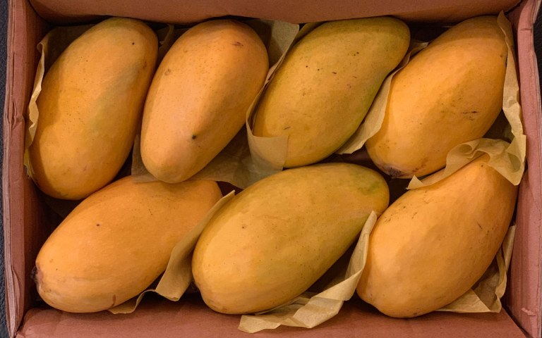 Mangoes in Pakistan: Varieties, Production & Export | Zameen Blog