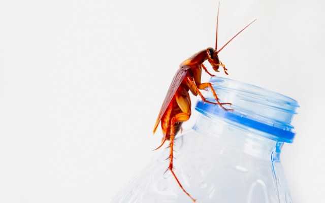 How To Get Rid Of Cockroaches Naturally | Zameen Blog