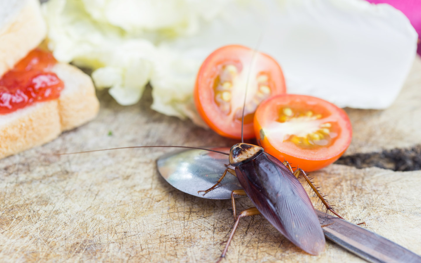 How To Get Rid Of Cockroaches Naturally | Zameen Blog
