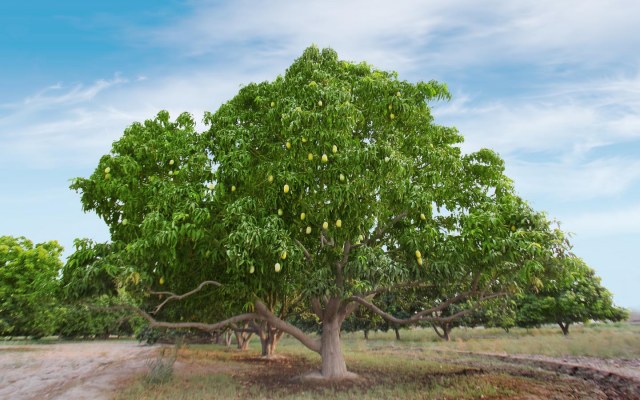 Mangoes in Pakistan: Varieties, Production & Export | Zameen Blog