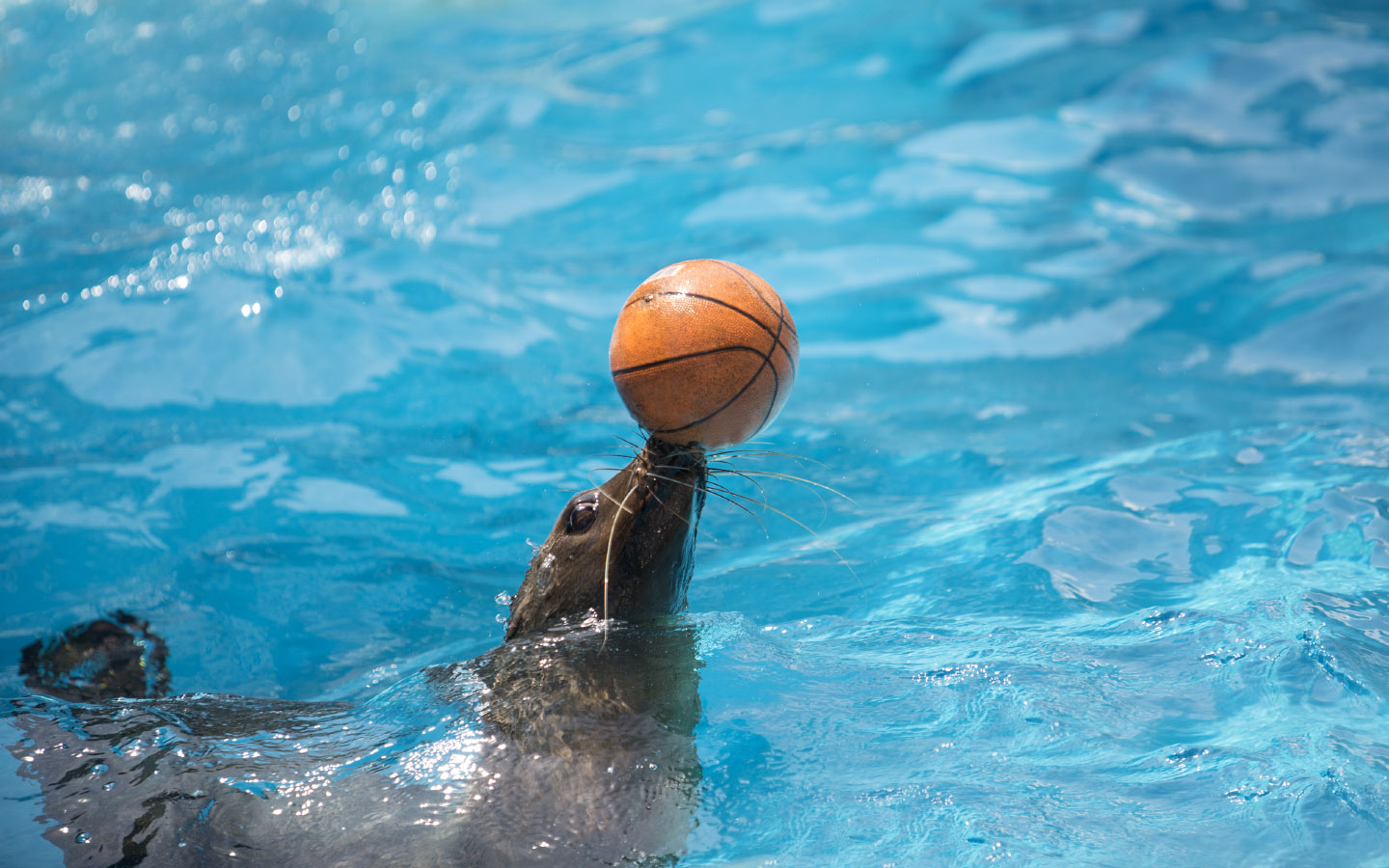 Dolphin Show In Lahore Tickets Timings More Zameen Blog dolphin-show-in-lahore-tickets-timings-more-zameen-blog