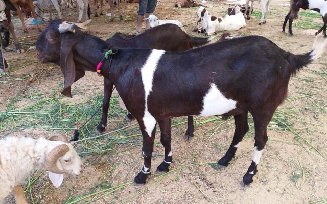 Famous Cow & Bakra Mandis in Pakistan for Eid ul Adha | Zameen Blog