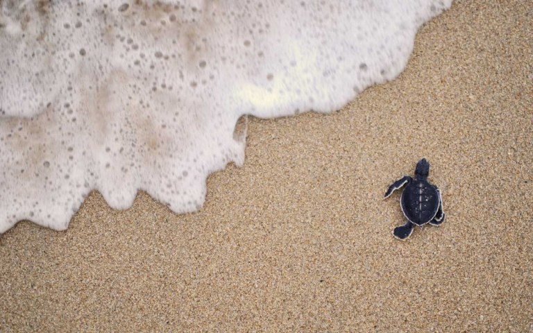 Turtle Beach in Karachi: Activities, Rental Huts & More! | Zameen Blog