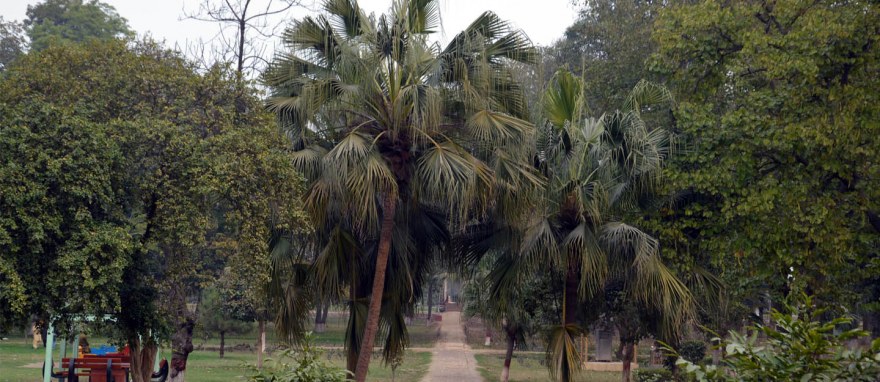 Some Interesting Facts about the Changa Manga Forest | Zameen Blog