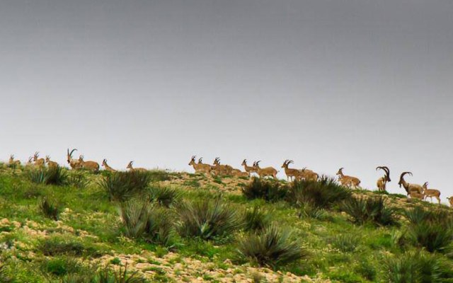 Kirthar National Park, Sindh: Complete Traveller’s Guide | Zameen Blog