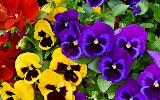 Best Plants to Grow in Spring | Zameen Blog