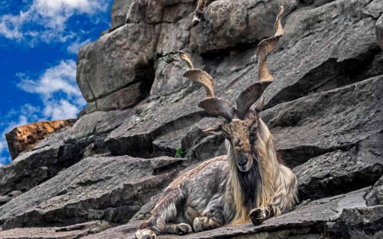 Wildlife Sanctuaries in Pakistan: Location, Species & More | Zameen Blog