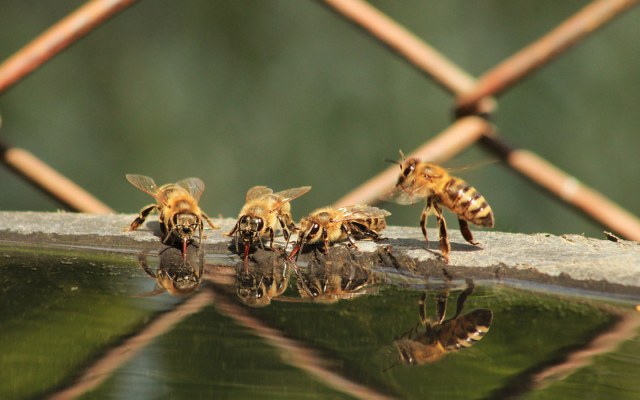 Tips for Creating a Bee-Friendly Garden | Zameen Blog