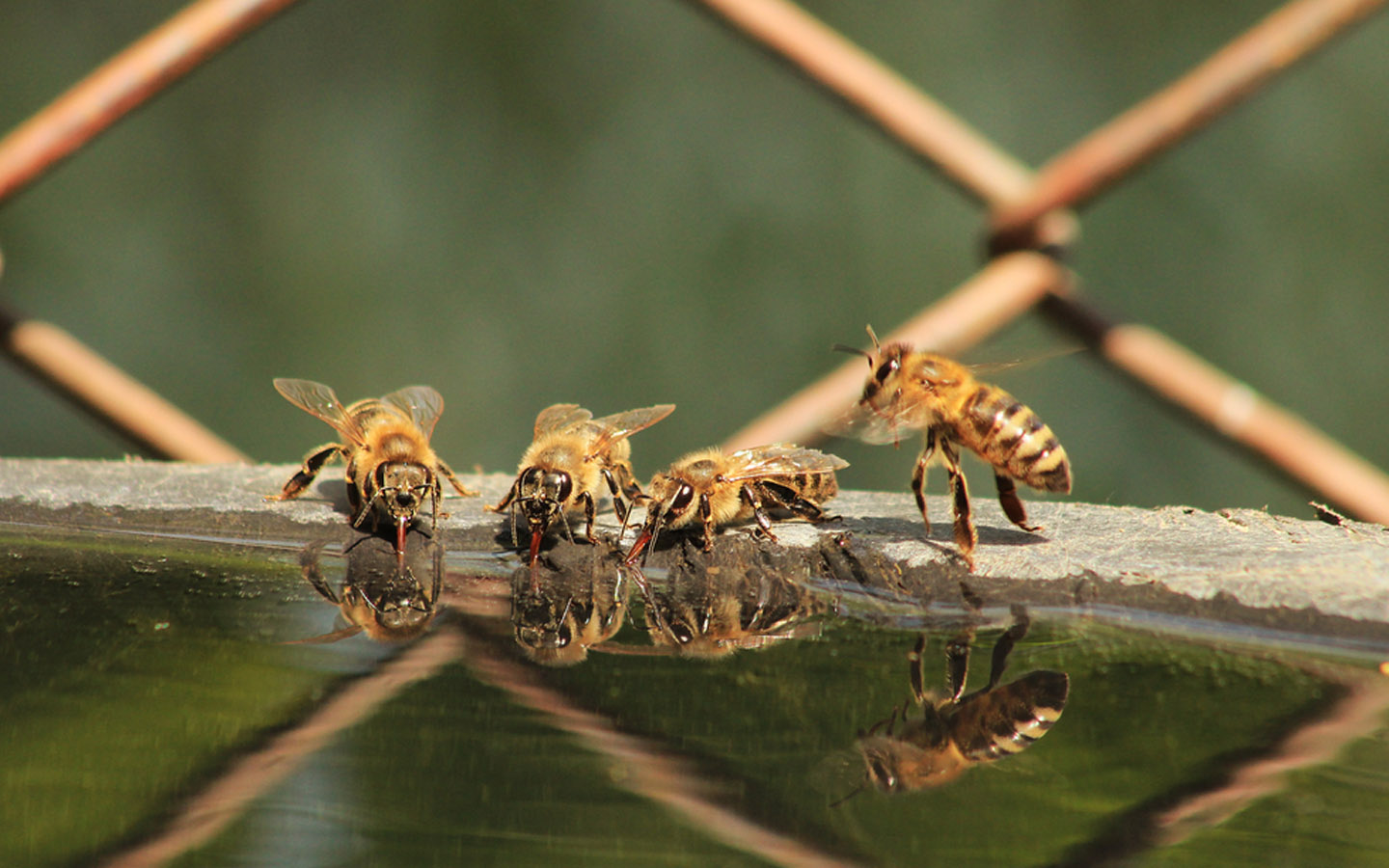 Tips for Creating a Bee-Friendly Garden | Zameen Blog