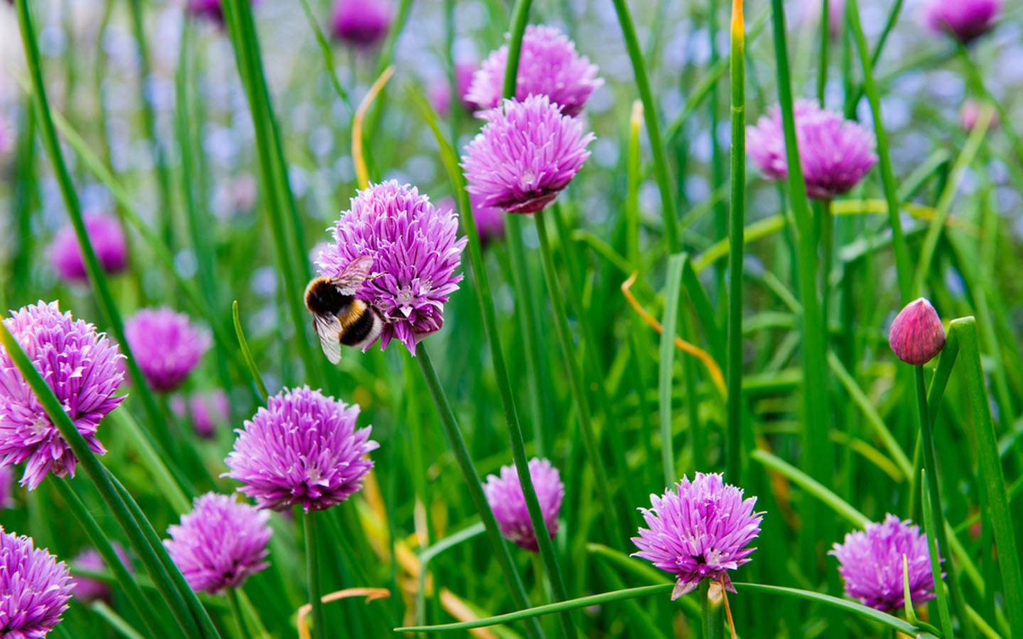 Tips for Creating a Bee-Friendly Garden | Zameen Blog