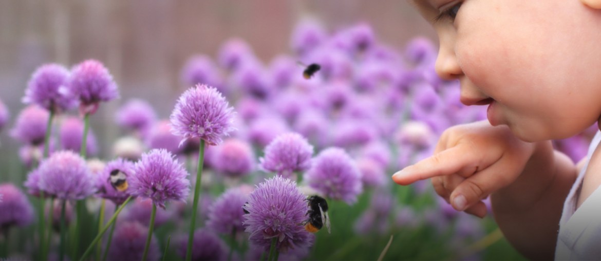 Tips for Creating a Bee-Friendly Garden | Zameen Blog