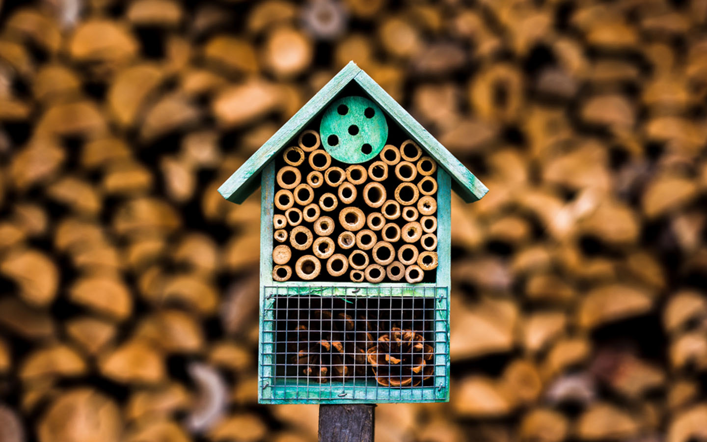 Tips for Creating a Bee-Friendly Garden | Zameen Blog