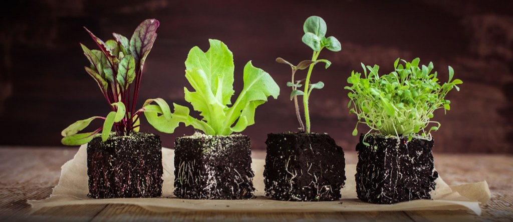 Beginners Guide to Start an Organic Garden | Zameen Blog