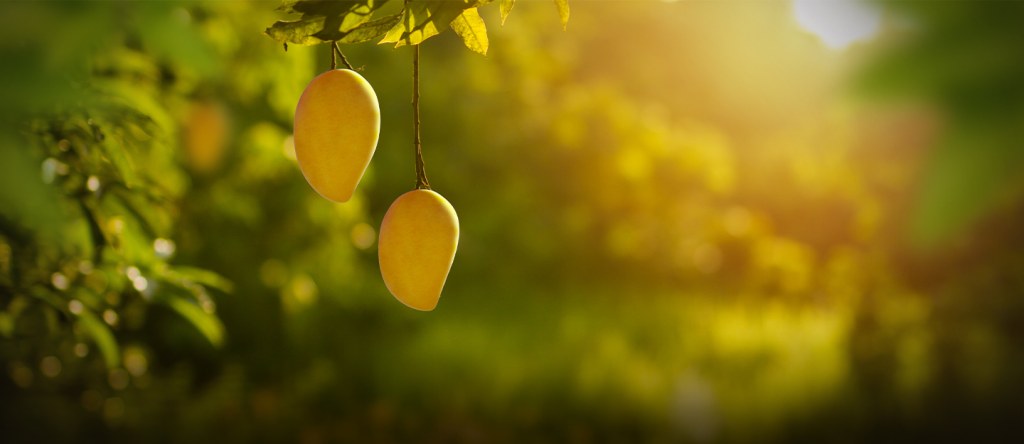 Popular Types of Mangoes in Pakistan | Zameen Blog