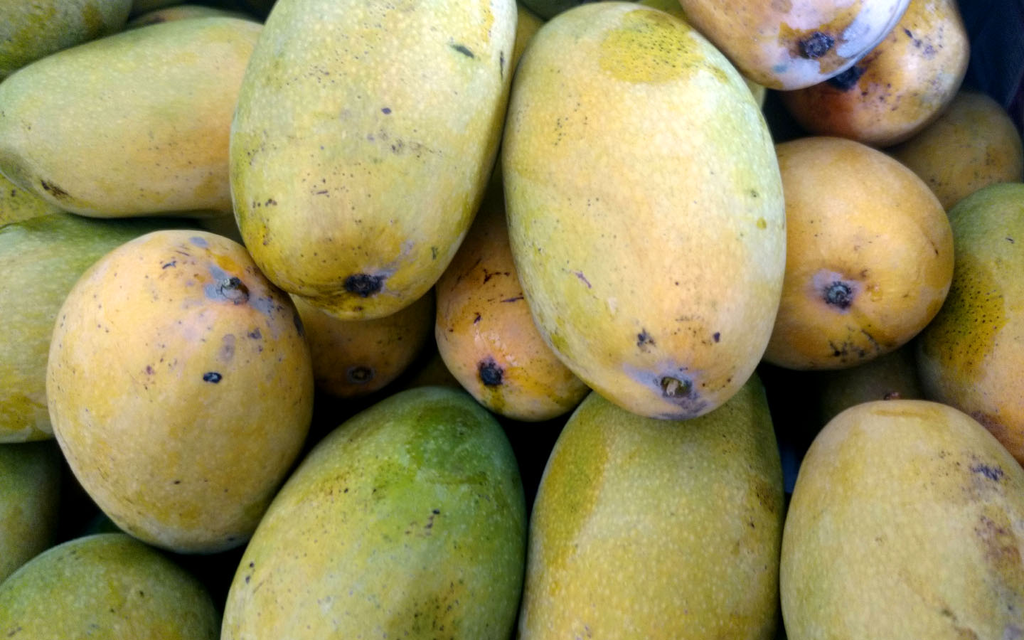 Popular Types of Mangoes in Pakistan | Zameen Blog