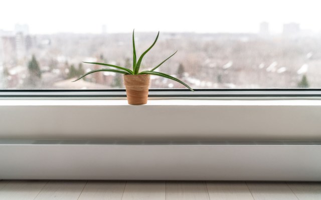 Aloe Vera Plant at Home: Growing Tips, Benefits & More! | Zameen Blog