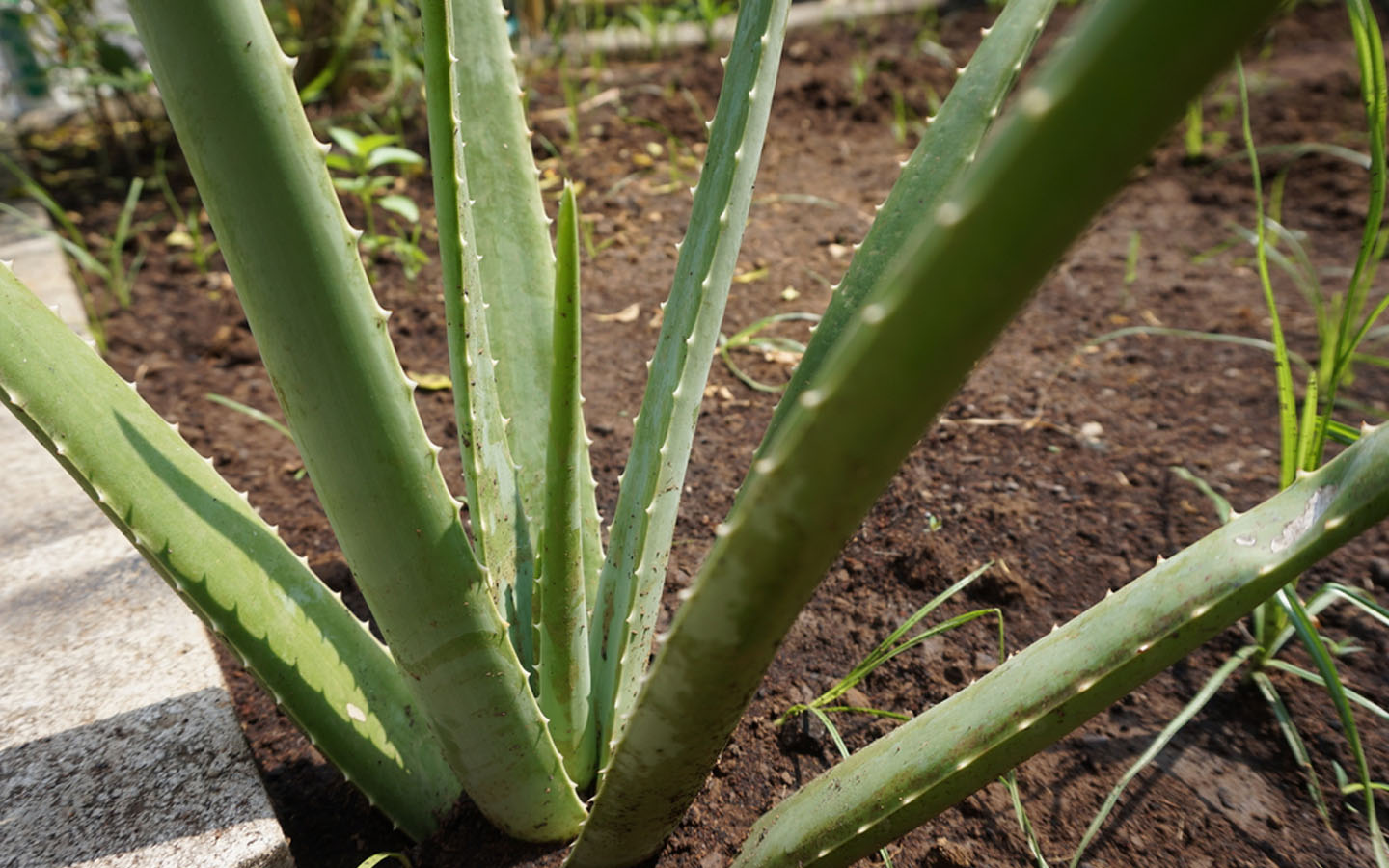 Aloe Vera Plant at Home: Growing Tips, Benefits & More! | Zameen Blog