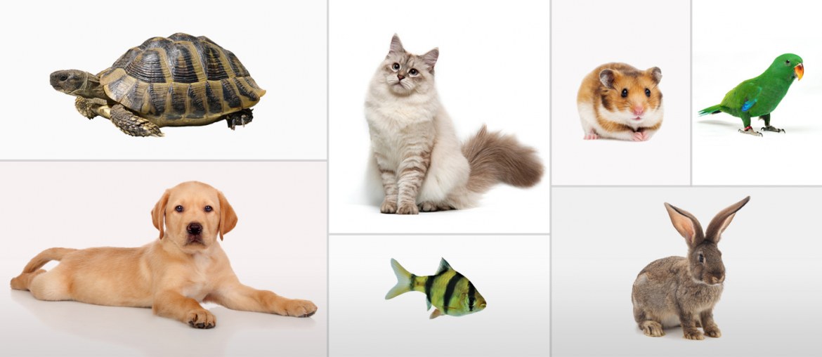 Some of the Best Pets for Kids in Pakistan | Zameen Blog