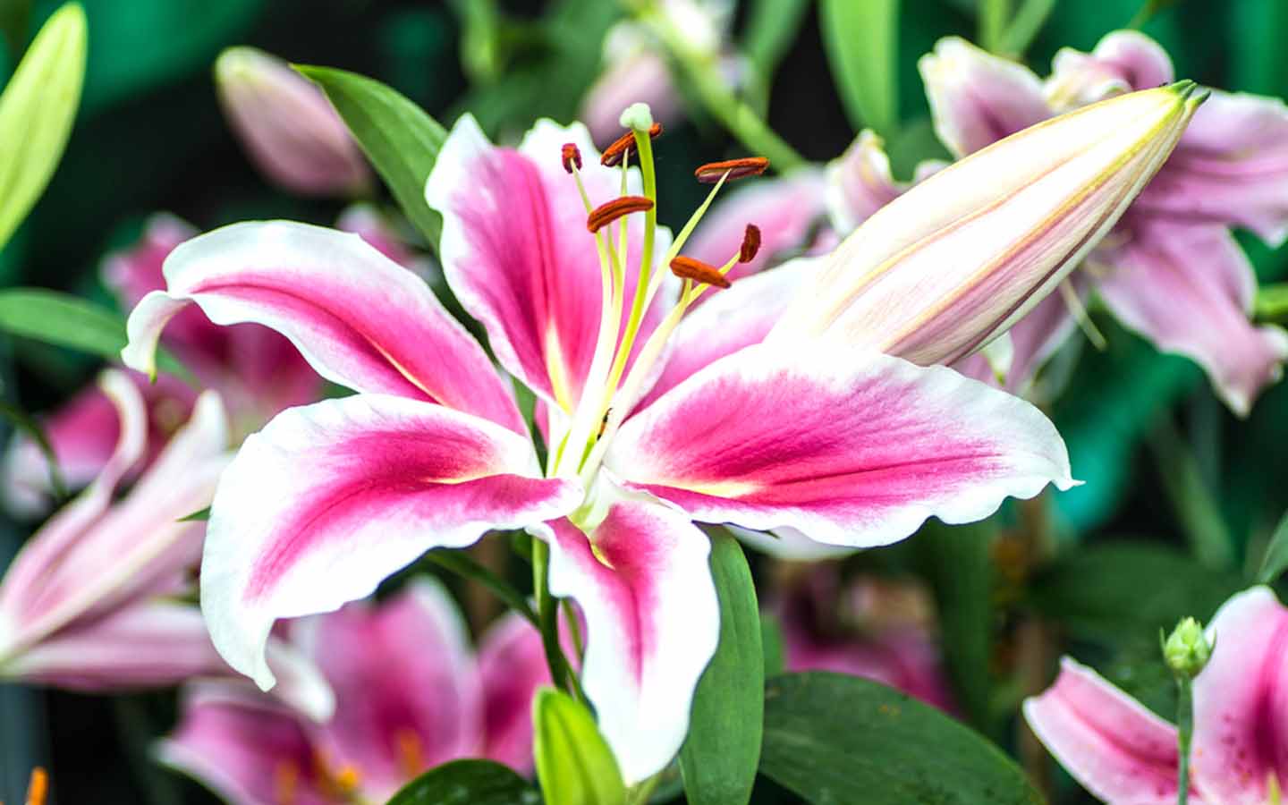 Plants That Add Colour to Your Garden | Zameen Blog