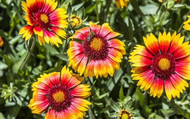 Plants That Add Colour to Your Garden | Zameen Blog