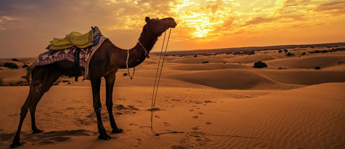 Visiting Thar Desert Pakistan: Location, Facts, & More | Zameen Blog
