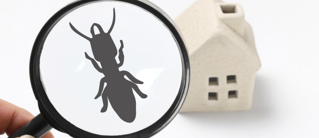 Top 7 Signs of Termite Infestation to Look for in Your House | Zameen Blog