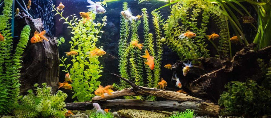 How to Choose an Aquarium: Size, Capacity & More | Zameen Blog