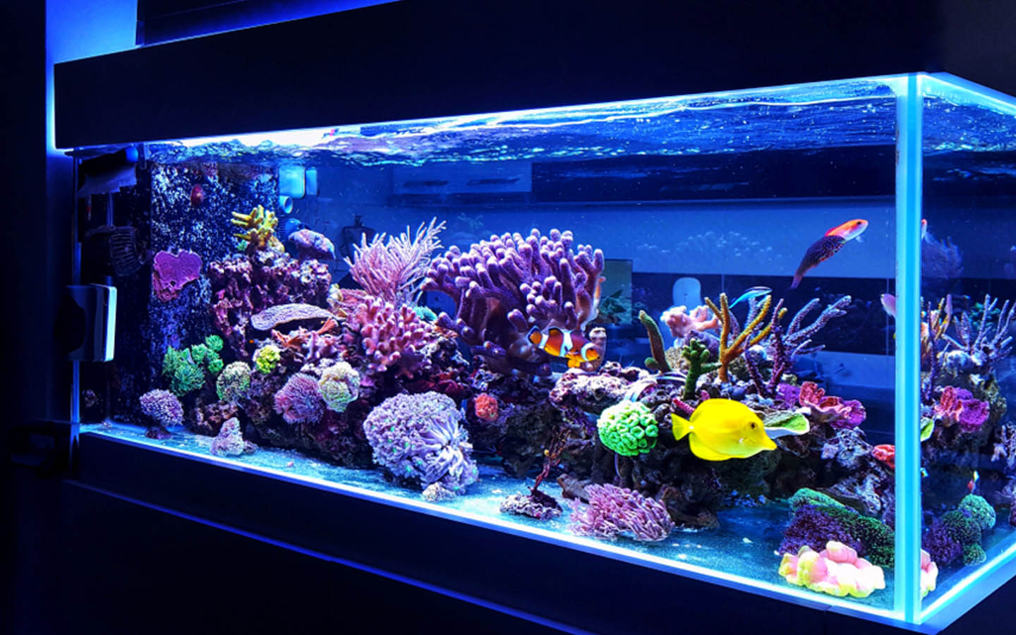 How to Choose an Aquarium: Size, Capacity & More | Zameen Blog