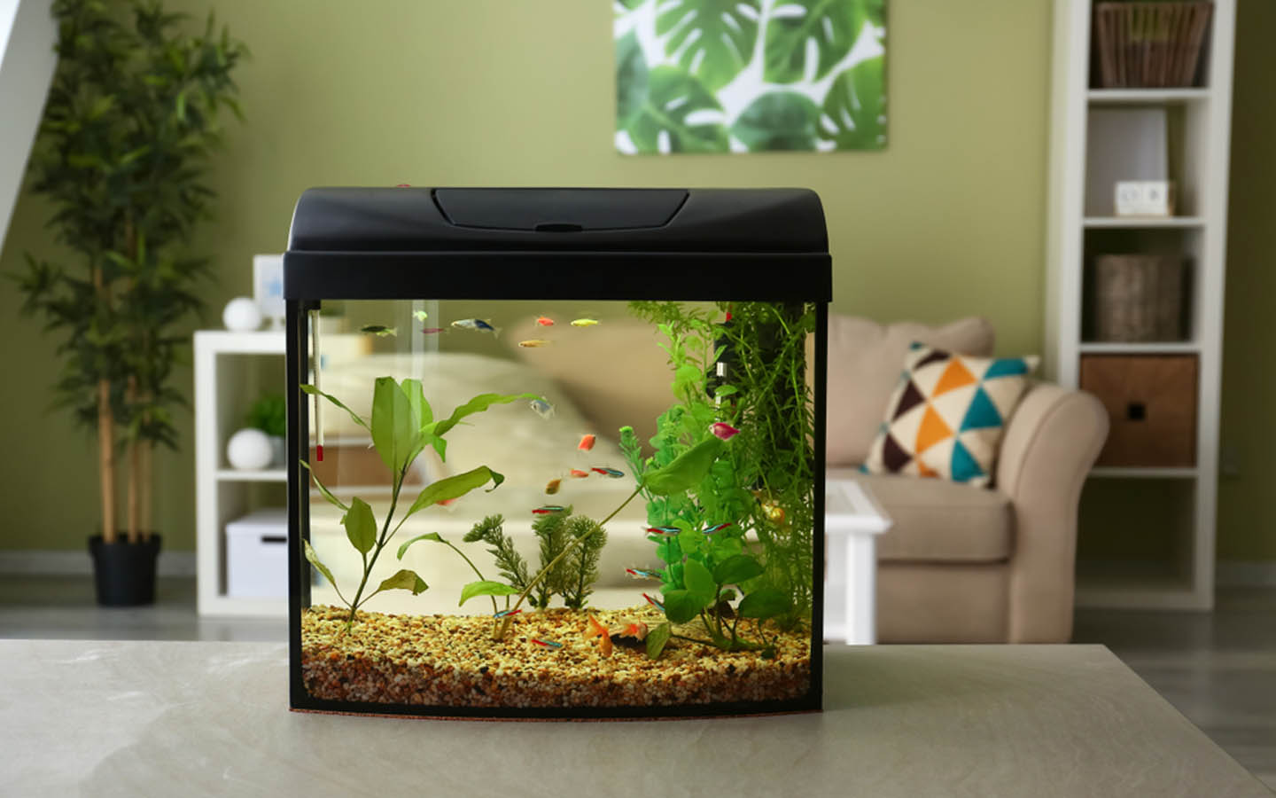 How to Choose an Aquarium: Size, Capacity & More | Zameen Blog