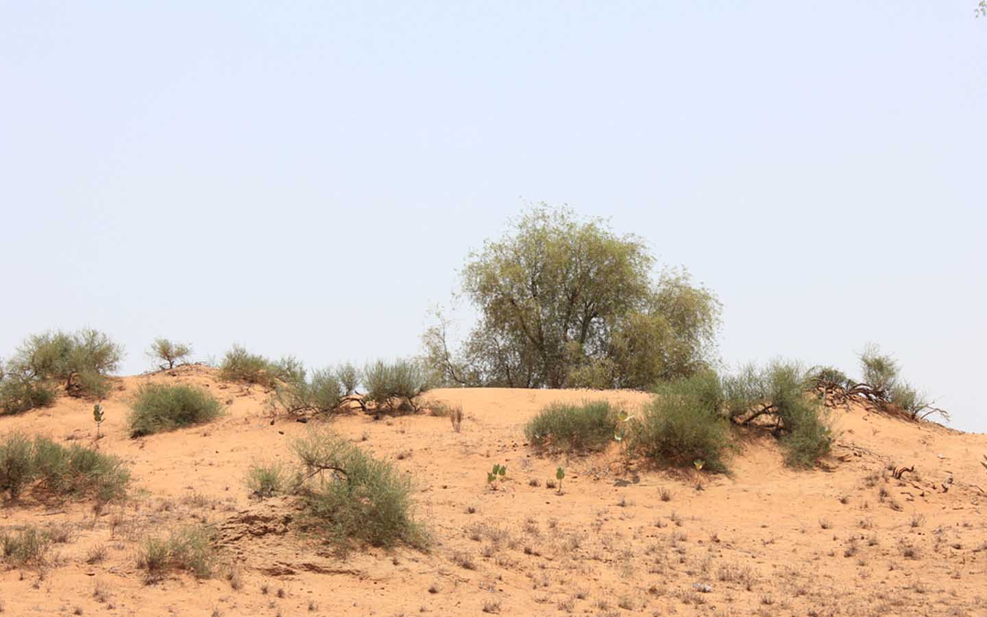 Planning a Visit to the Deh Akro Wildlife Sanctuary in Sindh | Zameen Blog