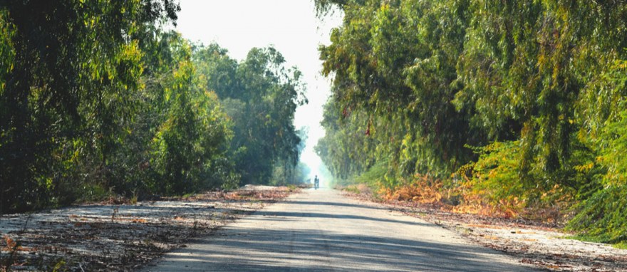 A Guide to Different Forests in Sindh | Zameen Blog