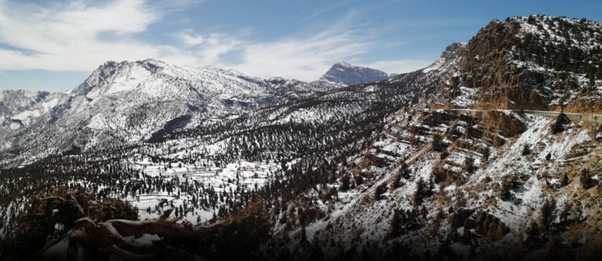 All About Ziarat Juniper Forest in Balochistan | Zameen Blog