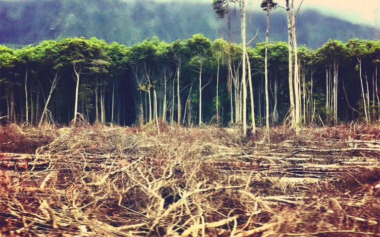 Mangrove Forests in Pakistan: Location, Importance & More | Zameen Blog