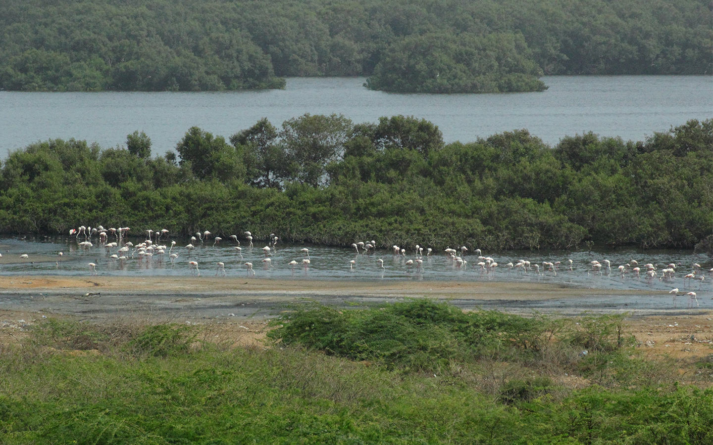Mangrove Forests in Pakistan: Location, Importance & More | Zameen Blog