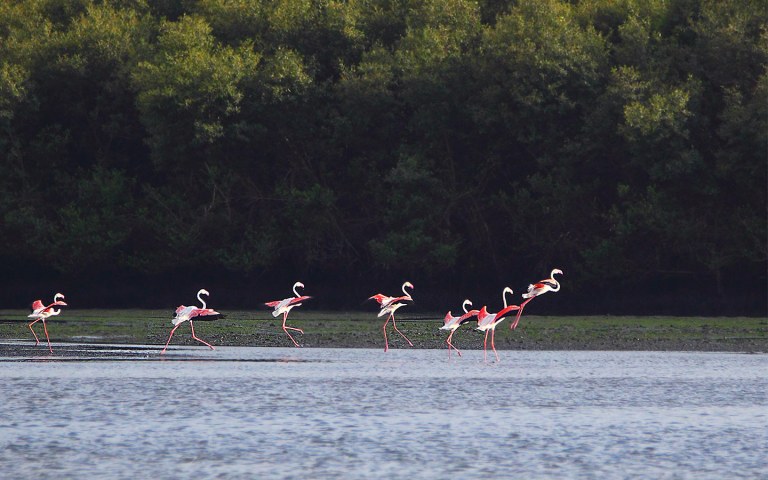 Mangrove Forests in Pakistan: Location, Importance & More | Zameen Blog