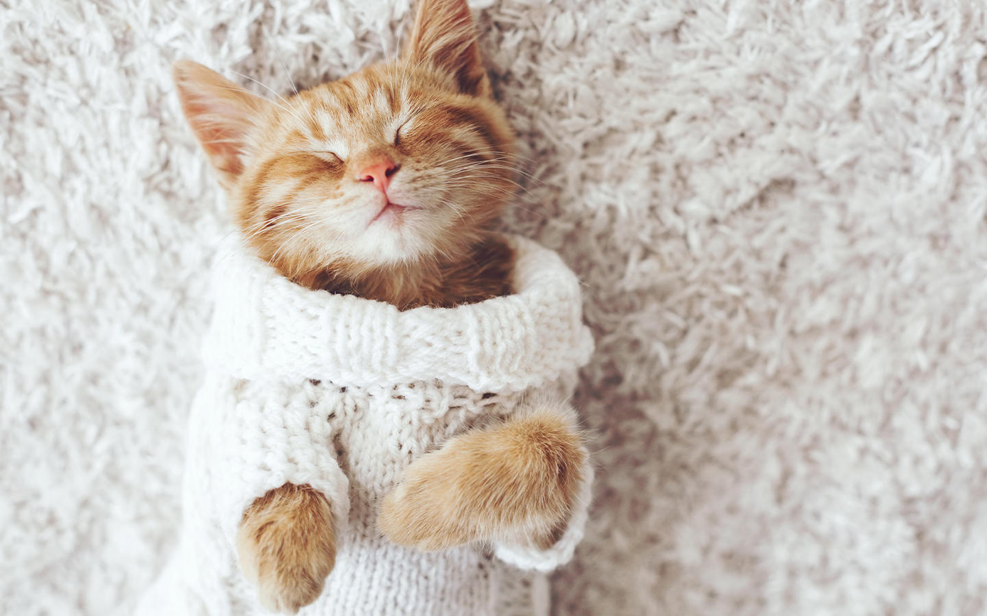 Tips to Keep Your Pets Warm in Winter | Zameen Blog