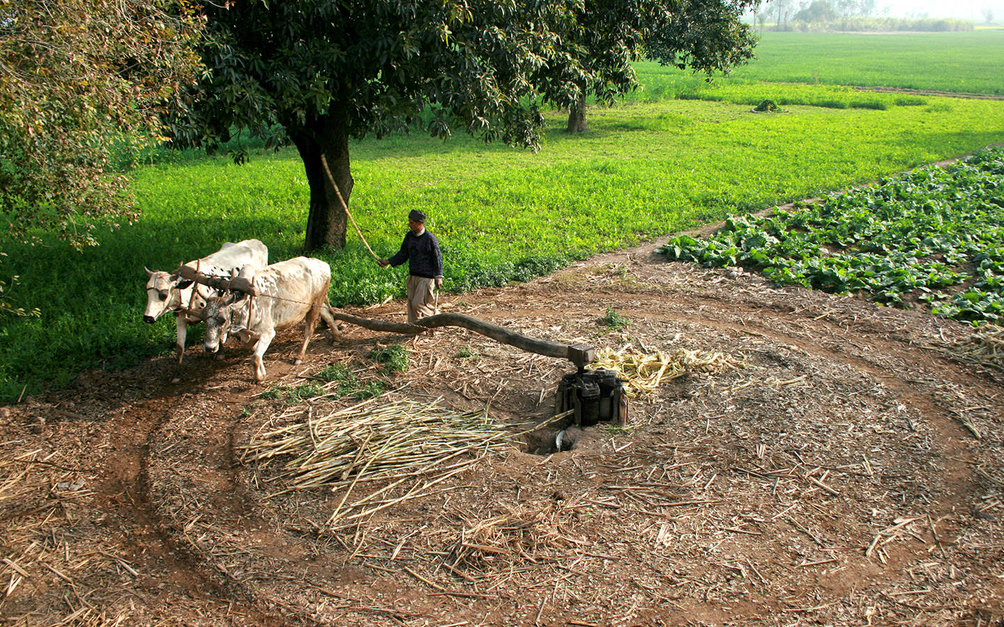 All You Need To Know About Pakistan’s Initiative To Launch Kisan Cards ...