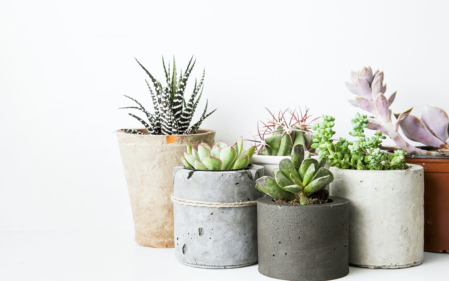 Choose From The Best Plants For Workstations | Zameen Blog