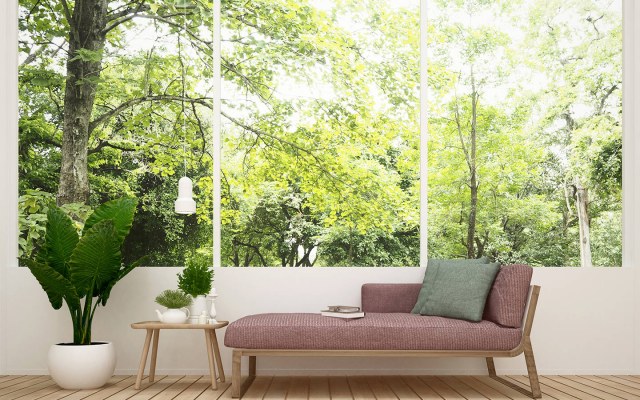 Tips for Using Trees Around Your Home | Zameen Blog