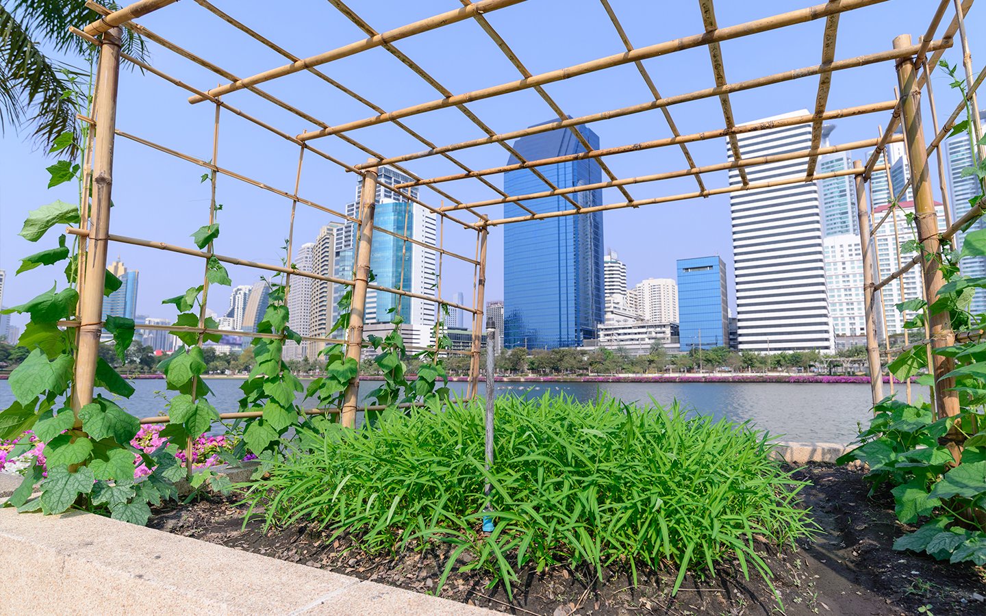 Urban Farming: Sustainable Way to Feed Our Modern Cities | Zameen Blog