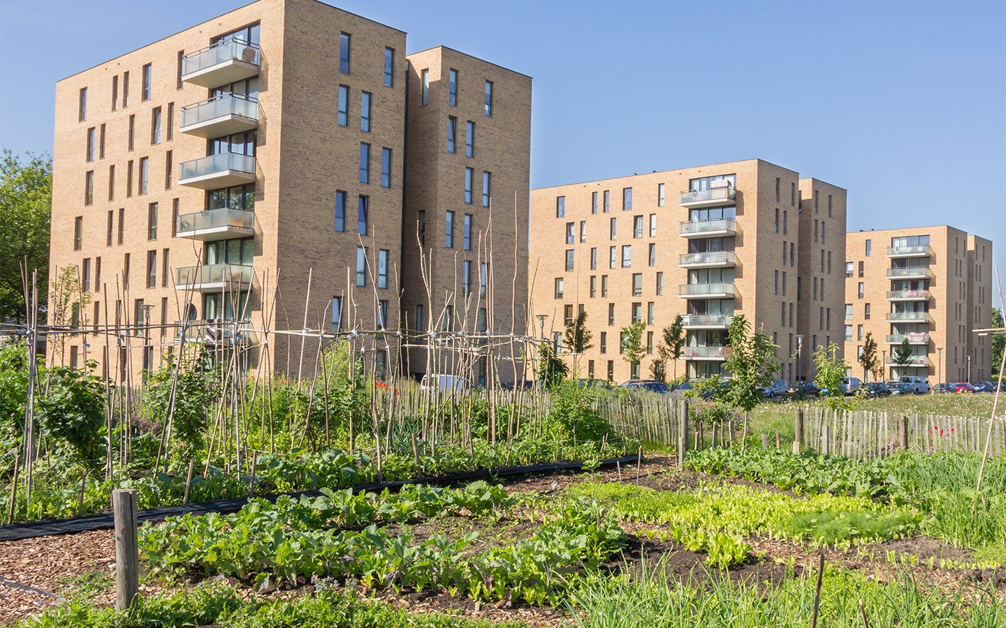 Urban Farming: Sustainable Way to Feed Our Modern Cities | Zameen Blog