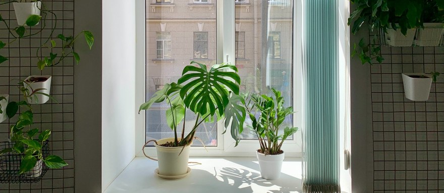 Your Ultimate Guide to Greenhouse Windows | Zameen Blog