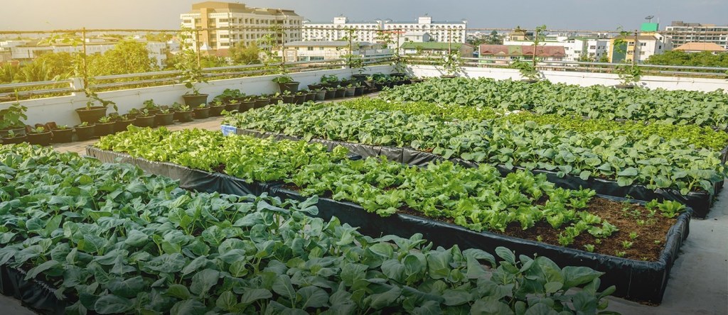 Urban Farming: Sustainable Way to Feed Our Modern Cities | Zameen Blog
